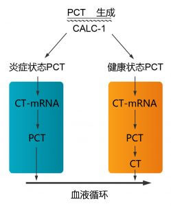降钙素原（PCT）临床意义-PCT含量与人体健康的关系-欧凯生物