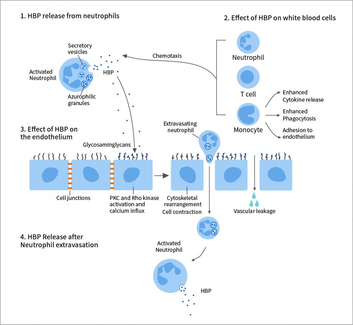 肝素结合蛋白（HBP）的生物学功能及临床意义