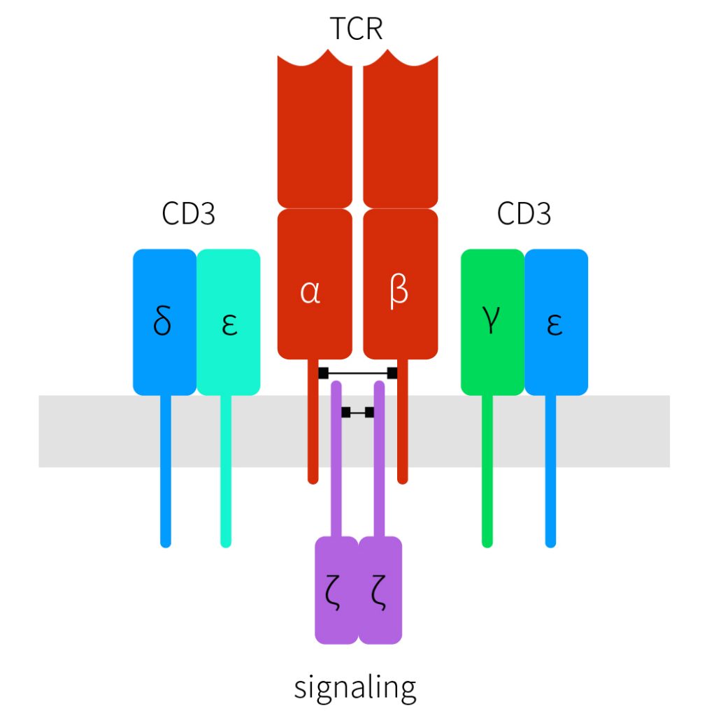 CD3_CD3抗体_CD3流式抗体_欧凯生物