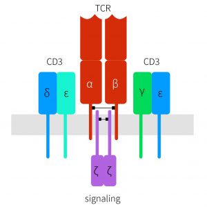 CD3_CD3抗体_CD3流式抗体_欧凯生物