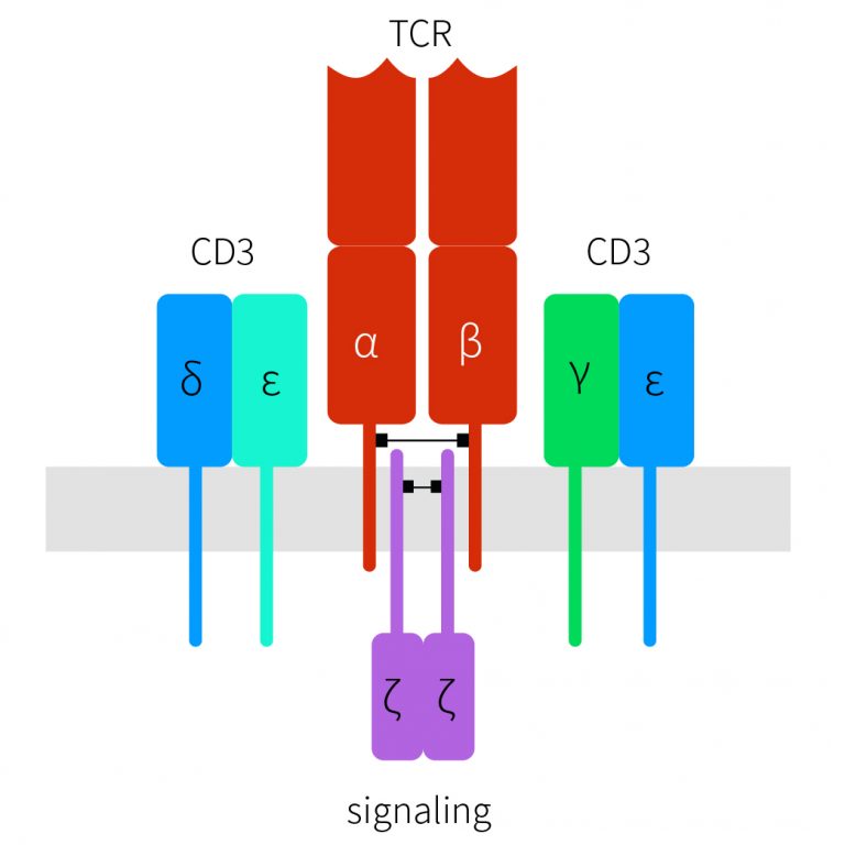 CD3_CD3抗体_CD3流式抗体_欧凯生物