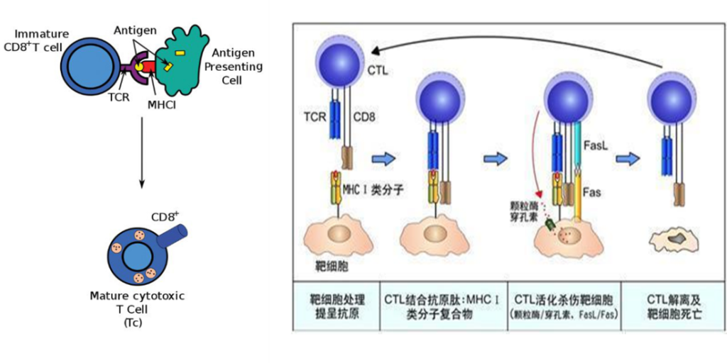 CD8+T细胞的临床意义__欧凯生物