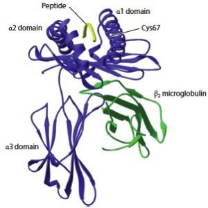 HLA-B27_ HLA-B27抗体_ HLA-B27流式抗体_欧凯生物