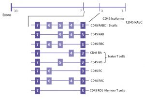 CD45_ CD45抗体_ CD45流式抗体_欧凯生物