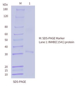 抑制素B（Inhibin B）_ INH B抗原抗体_免费试用_欧凯生物