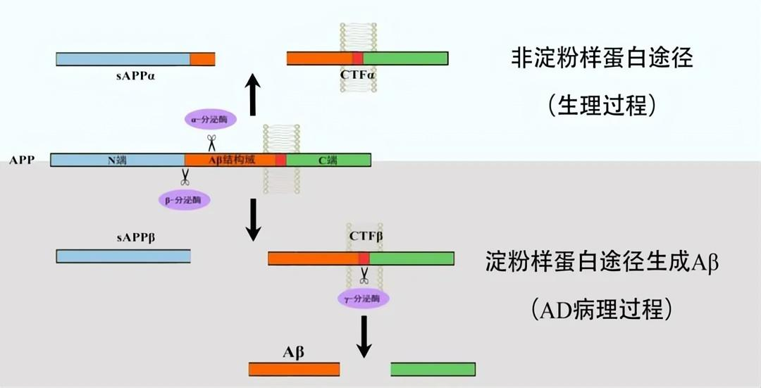 阿尔兹海默病(AD)最新药物研发、医疗配置及医保现状_欧凯生物